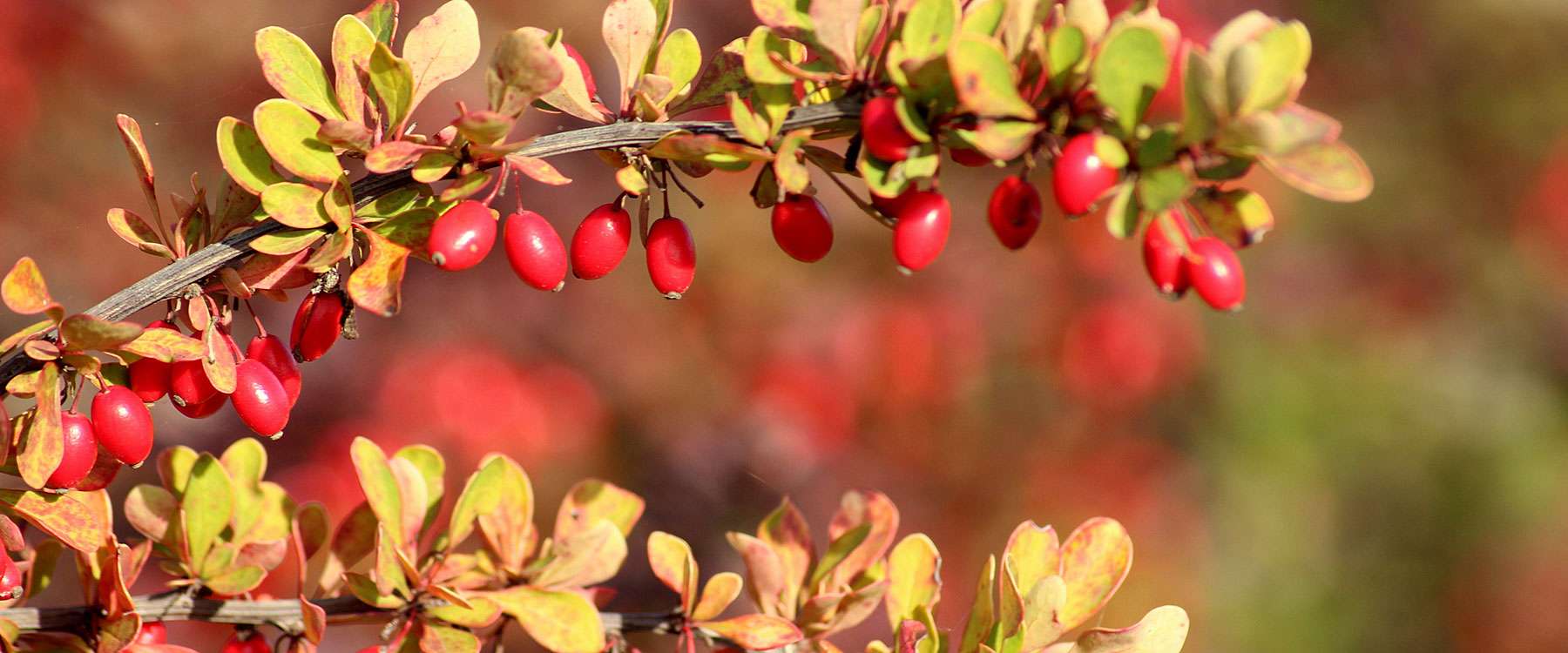 Berberitze (Berberis vulgaris) - Birds Online