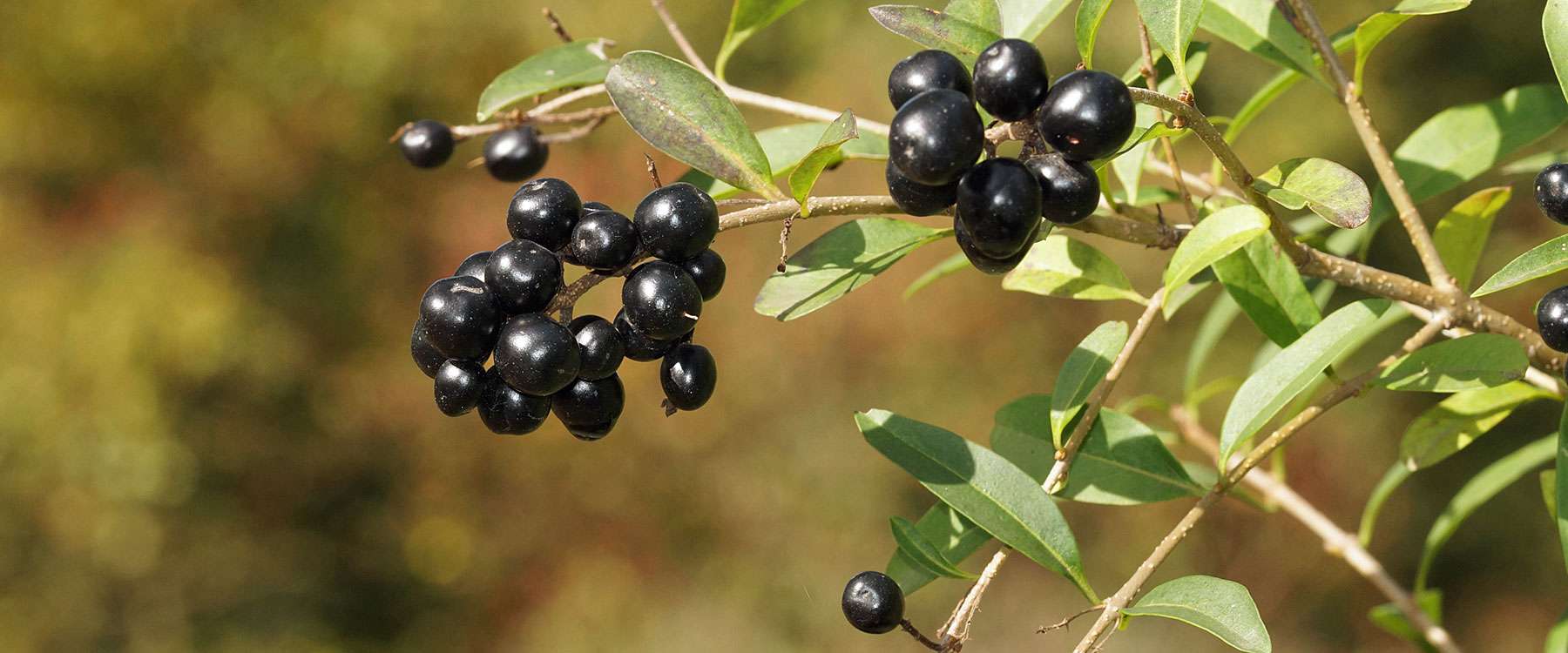 Liguster (Ligustrum vulgare) - Birds Online