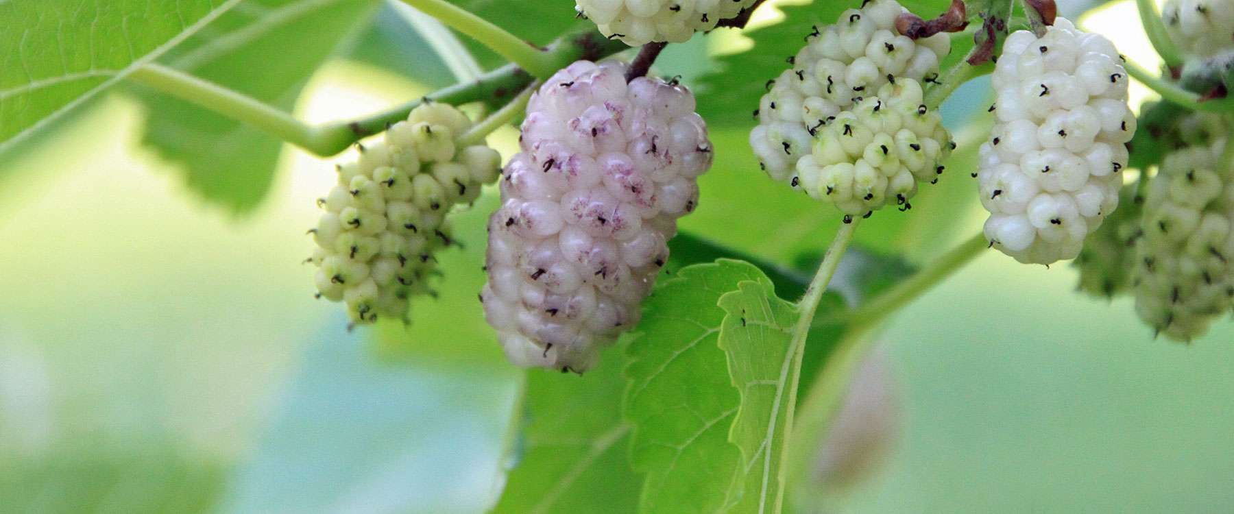Weiße Maulbeere (Morus alba) - Birds Online