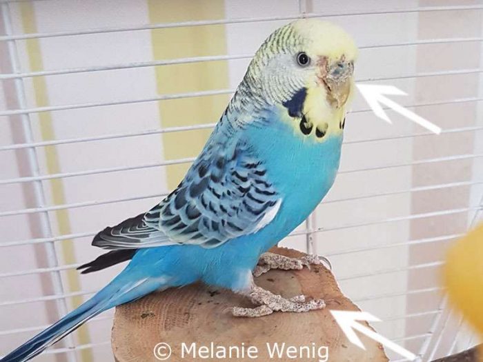 Scaly mites - Birds Online