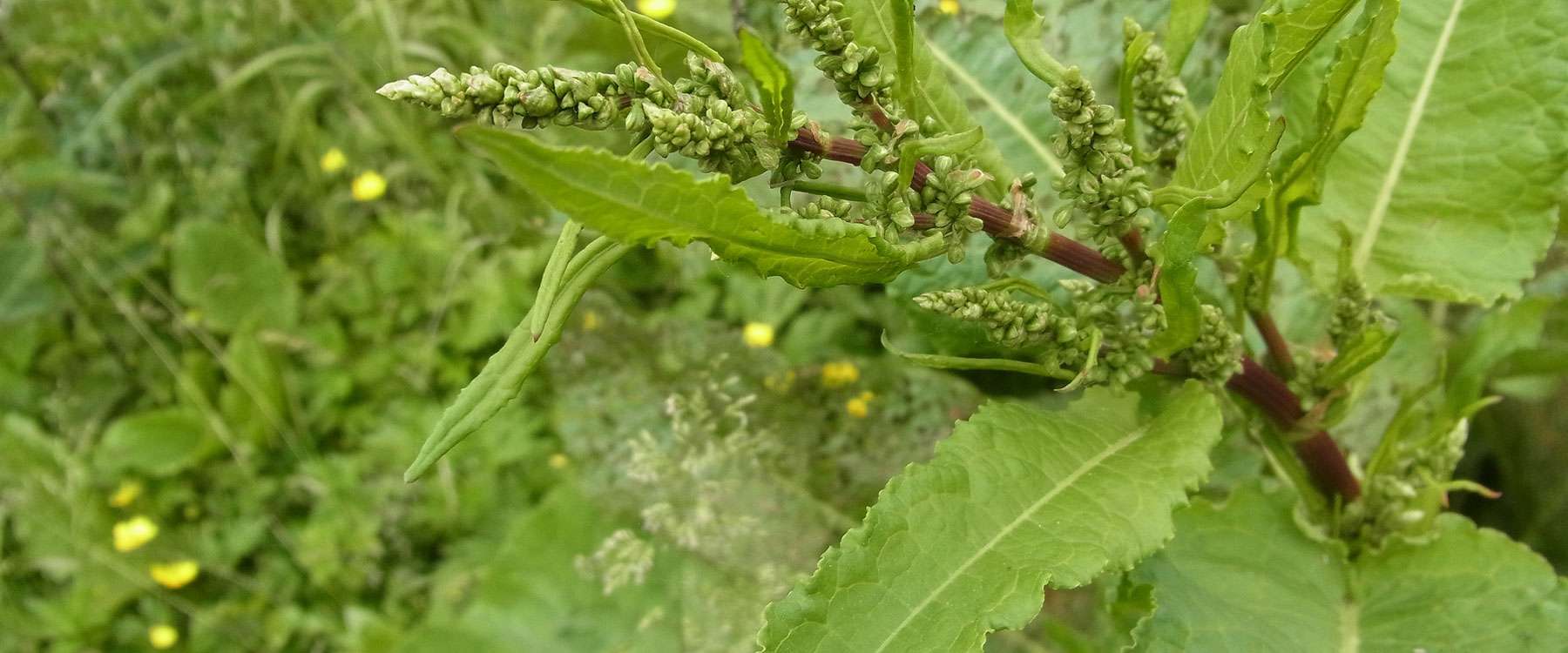 Ampfer (Rumex) - Birds Online
