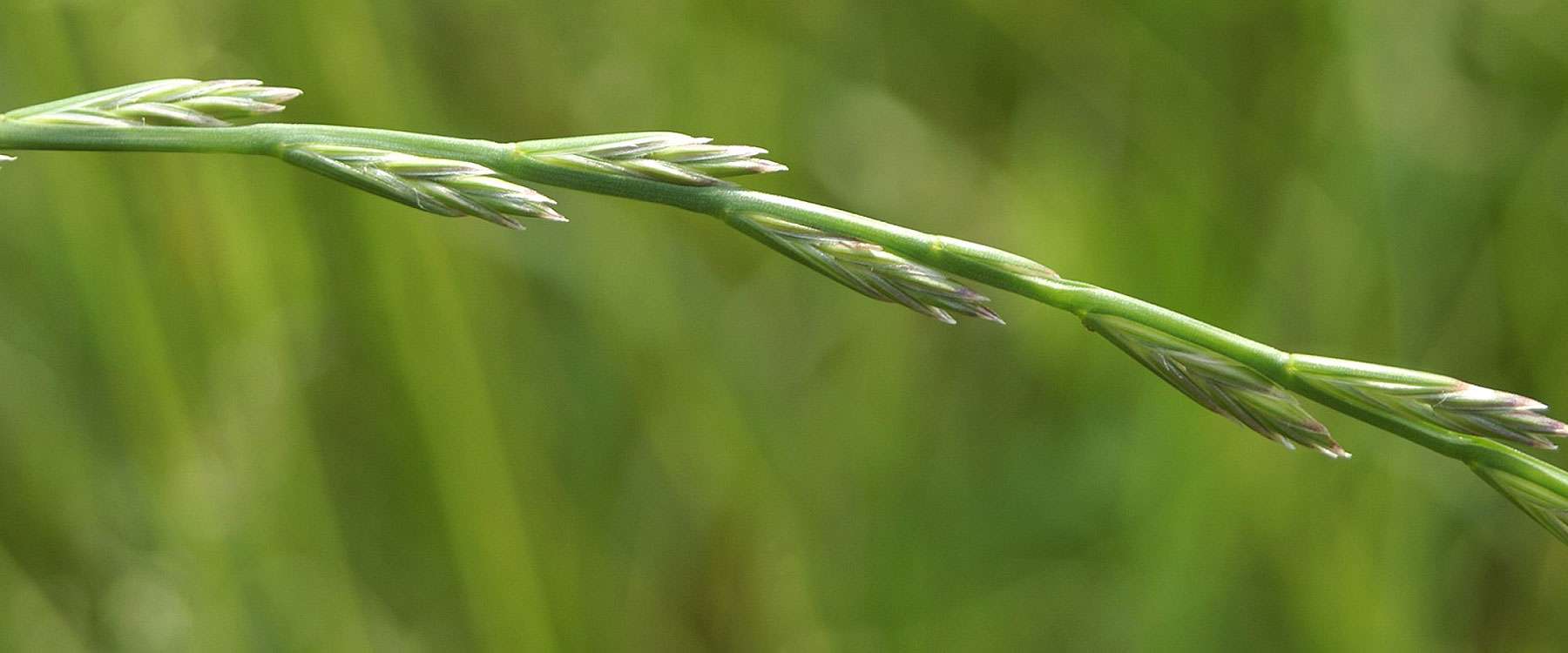 Deutsches Weidelgras (Lolium perenne) - Birds Online