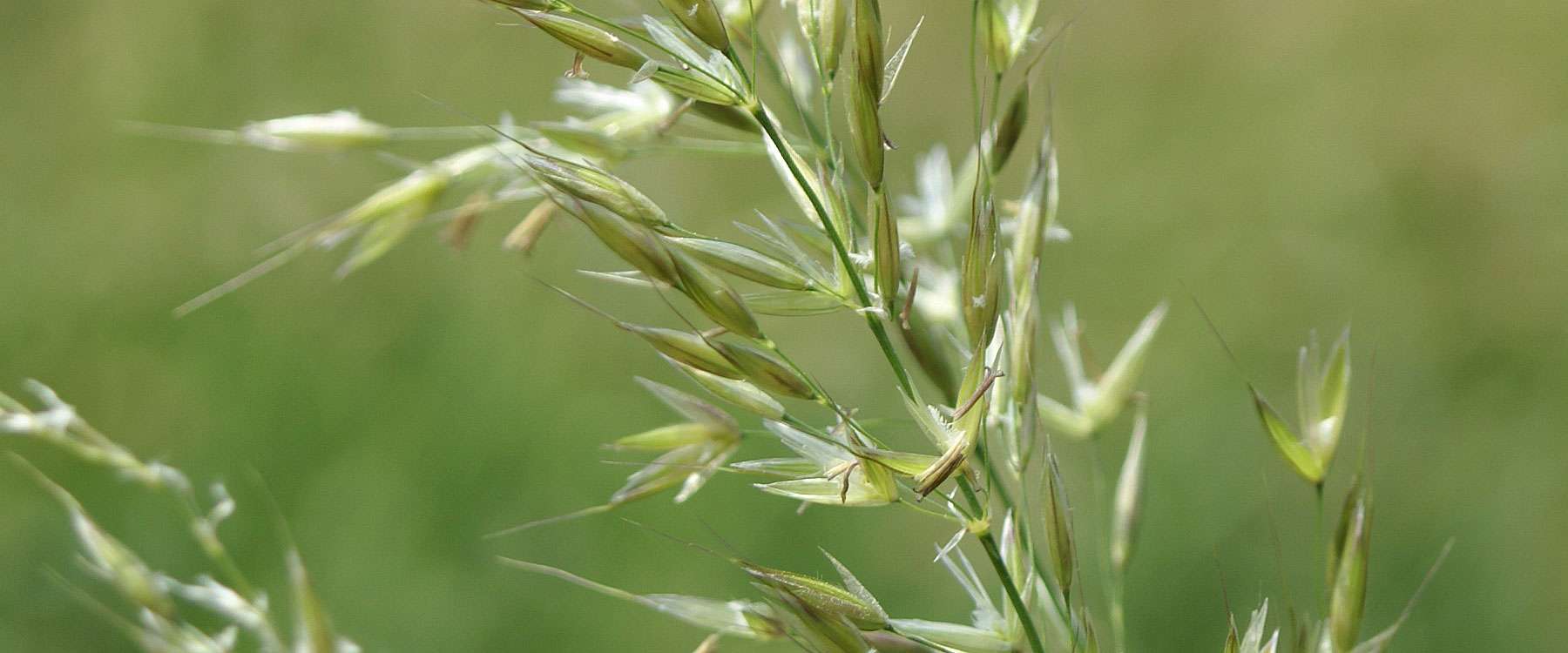 False Oat-grass (Arrhenatherum elatius) - Birds Online
