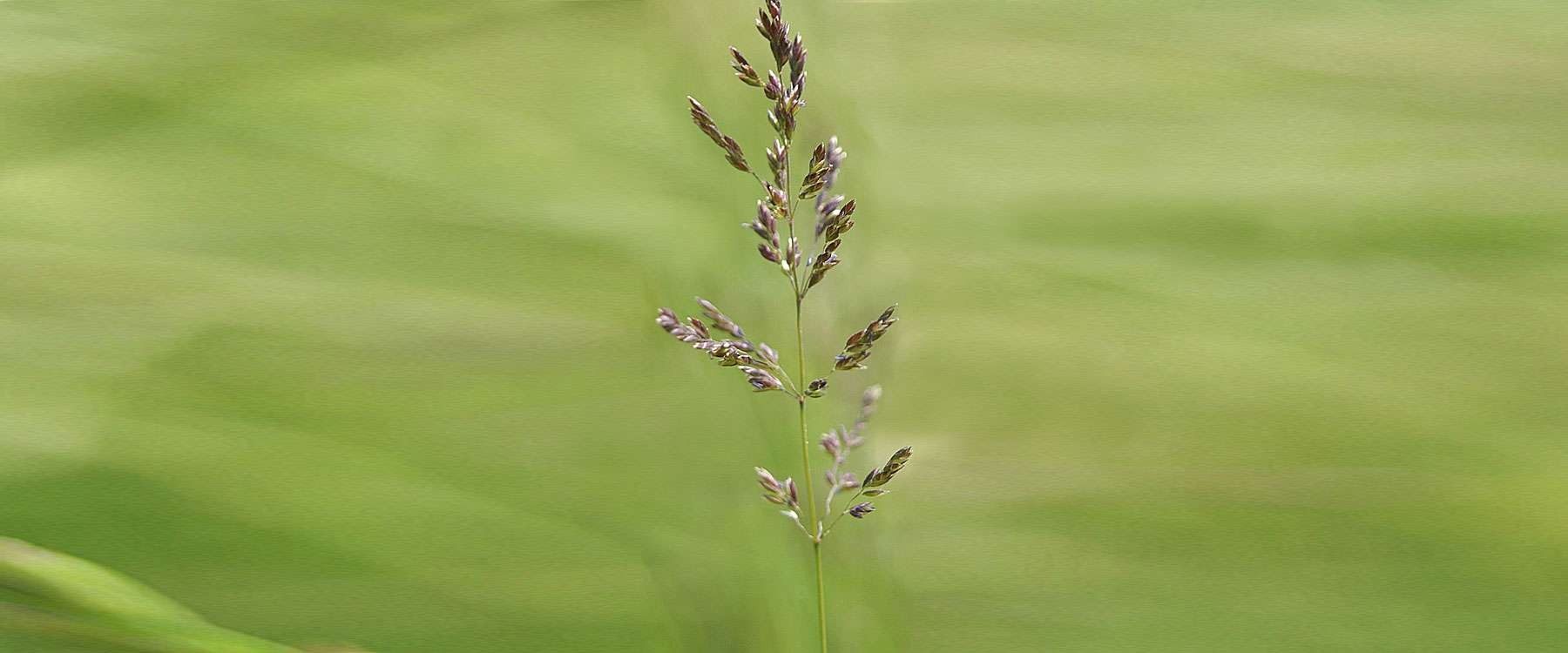 Rispengras (Poa) - Birds Online