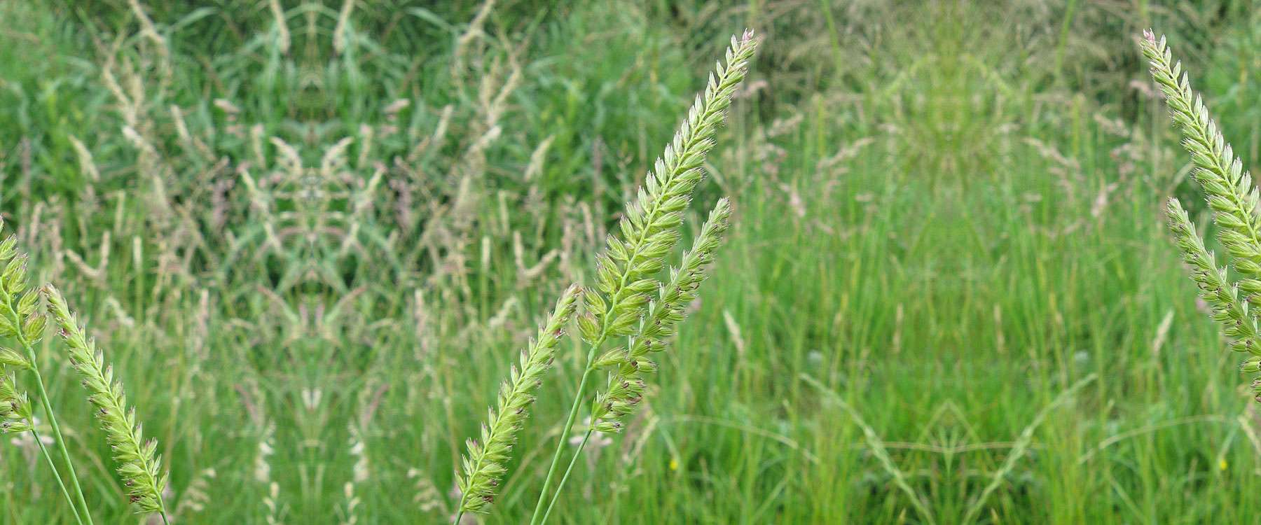 Wiesen-Kammgras (Cynosurus cristatus) - Birds Online