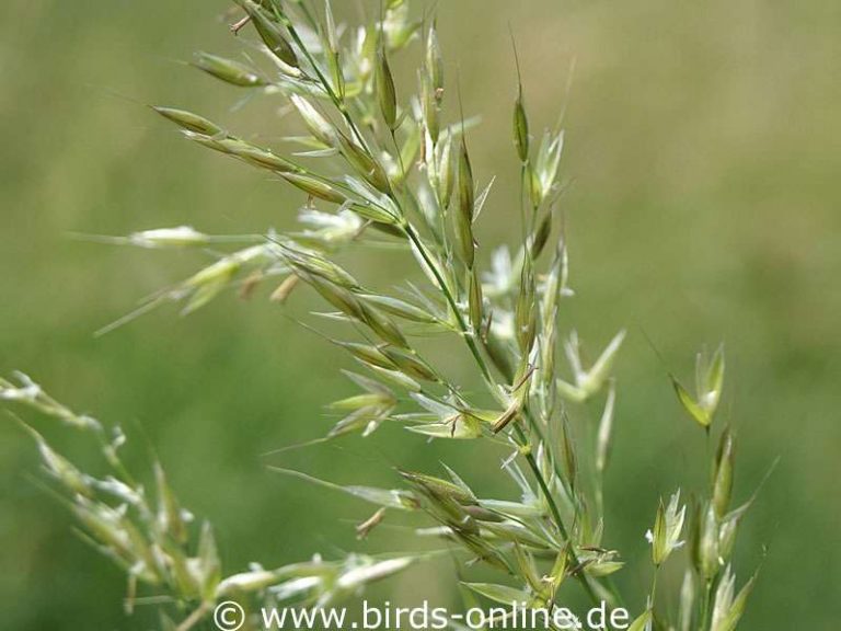 Glatthafer (Arrhenatherum elatius) – Birds Online