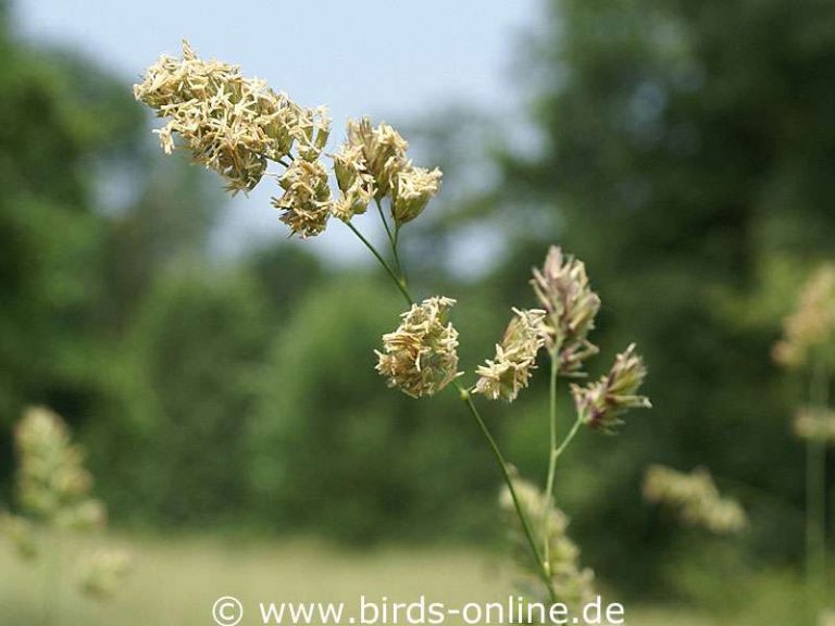 Knaulgras (Dactylis glomerata) – Birds Online