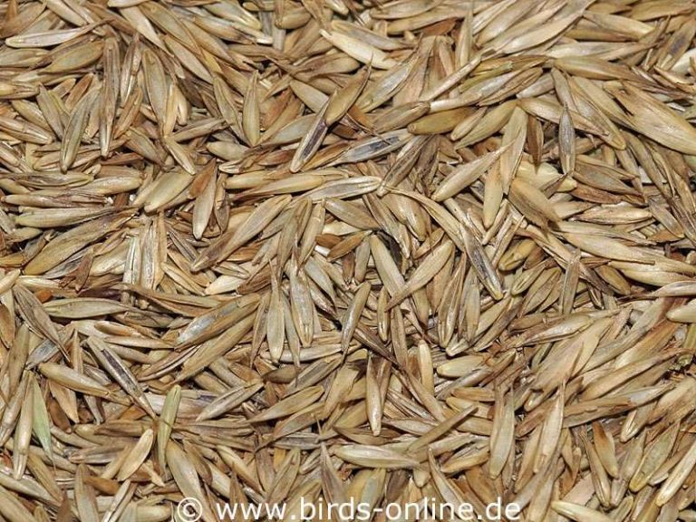 Knaulgrassamen (Dactylis glomerata) – Birds Online