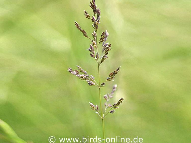 Rispengras (Poa) – Birds Online