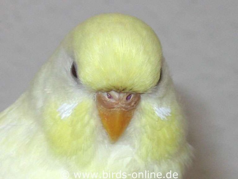 How to identify your budgie’s sex – Birds Online