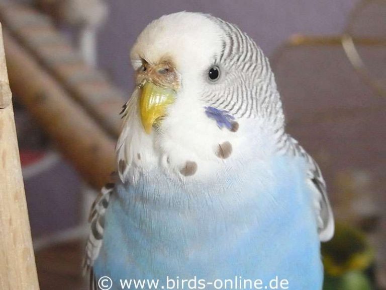 Weiblicher Hansi-Bubi. – Birds Online