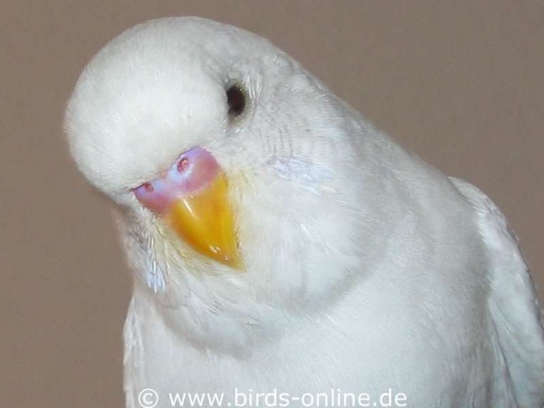 How to identify your budgie’s sex – Birds Online
