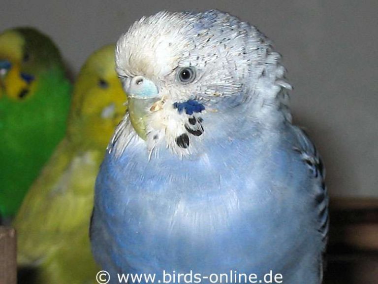 How to identify your budgie’s sex – Birds Online