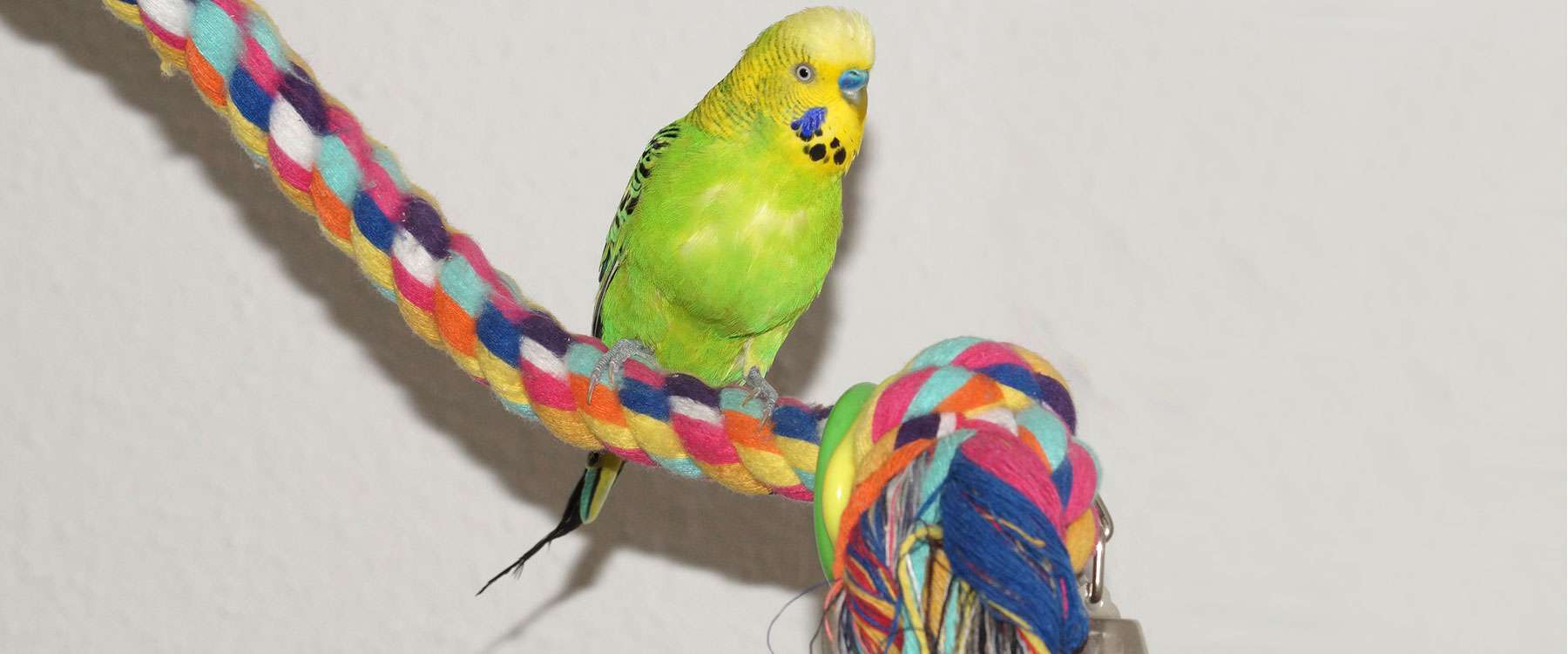 Ole † - Birds Online