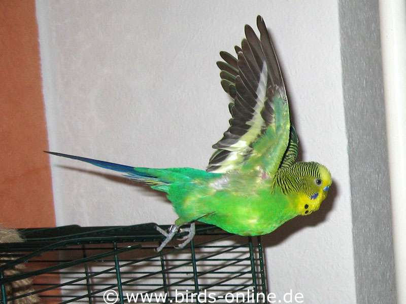 Letting Your Budgies Out To Fly Birds Online Letting Your Budgies Out To Fly Birds Online