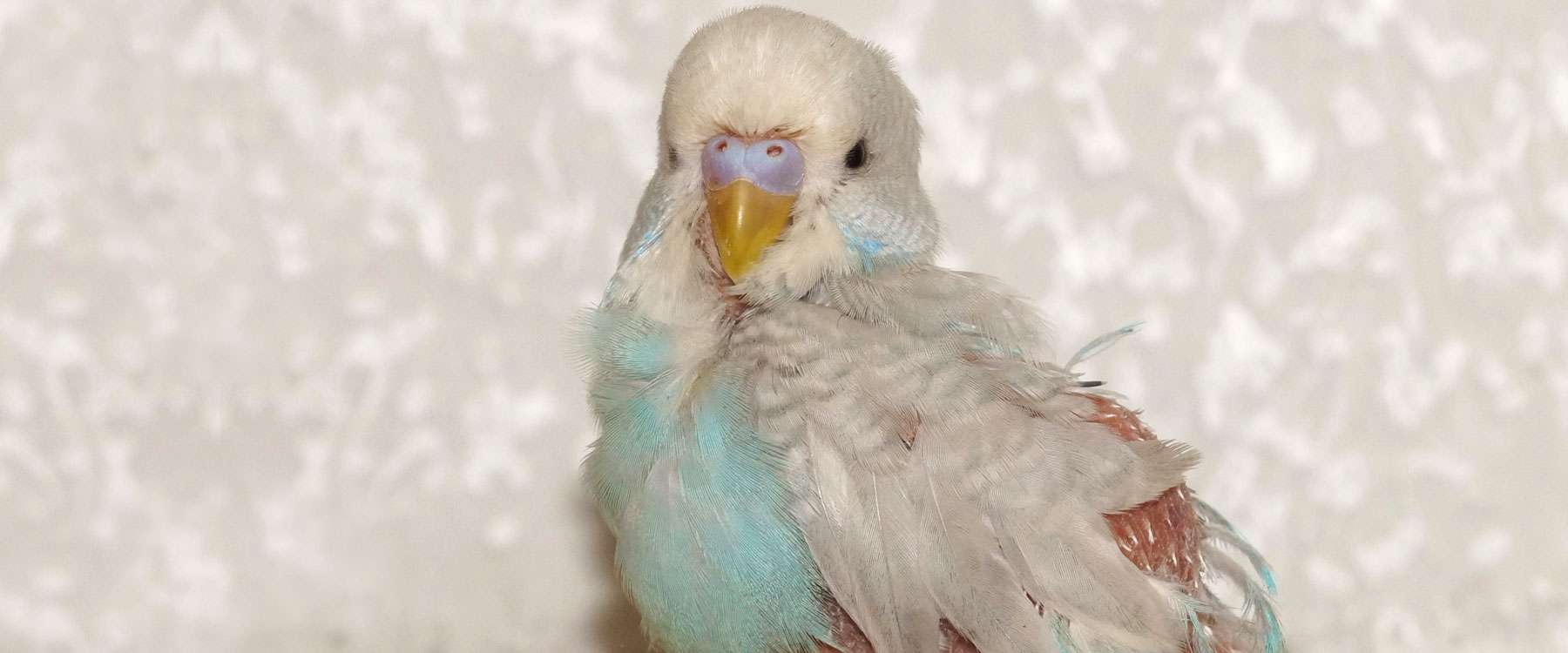 Barry † - Birds Online