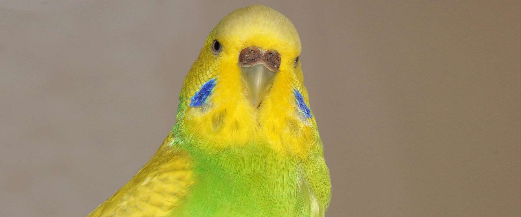 Else † - Birds Online