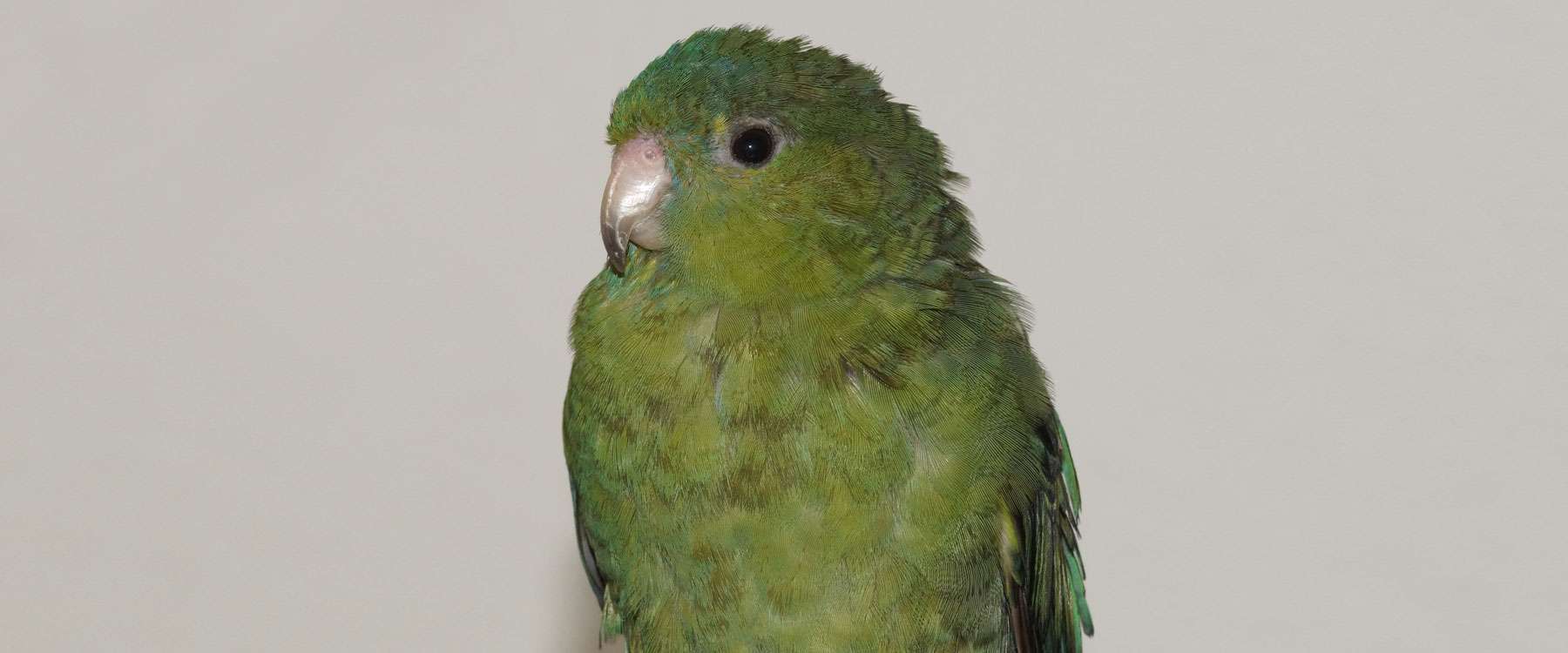 Isabel † - Birds Online