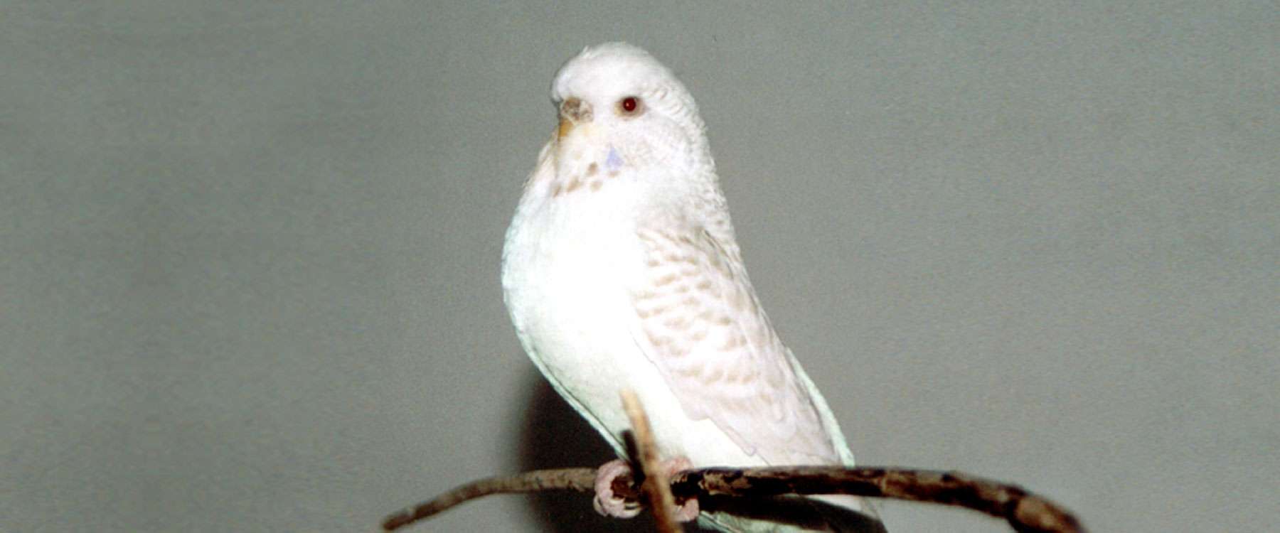 Lacewing - Birds Online