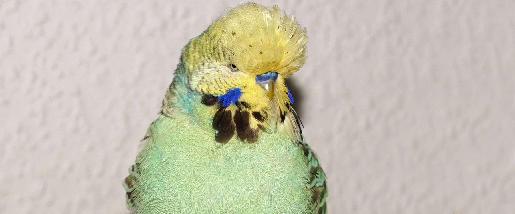 Leo † - Birds Online