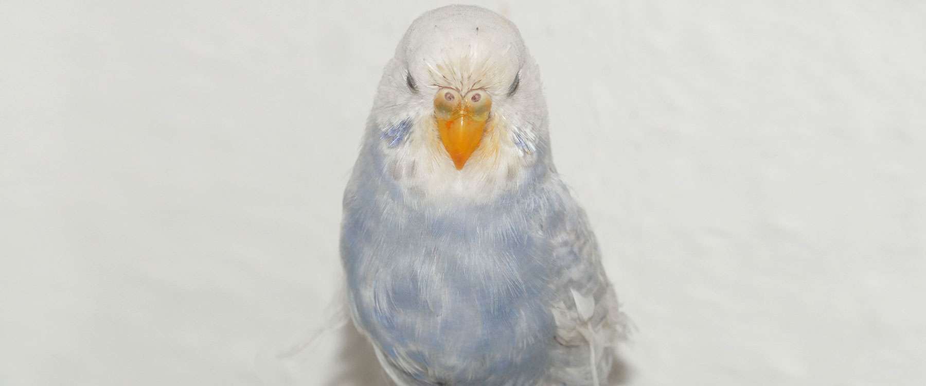 Moana † - Birds Online