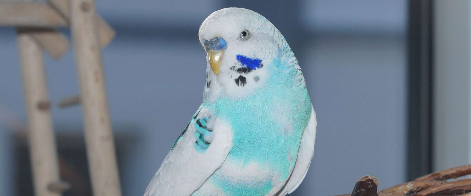 Nathan † - Birds Online