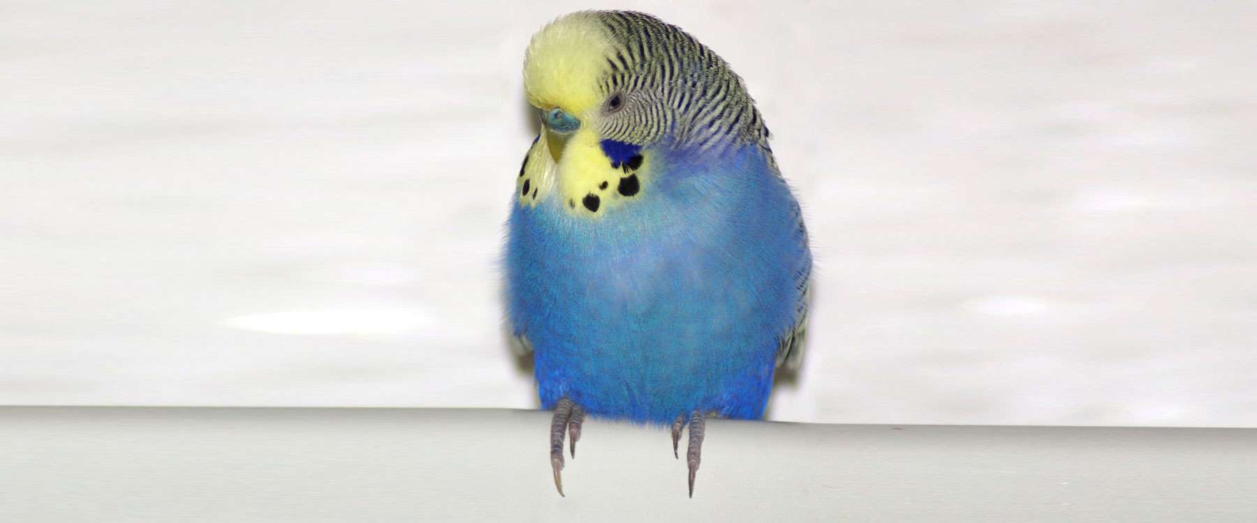 Nik † - Birds Online