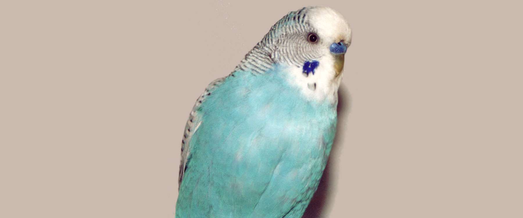 Orion † - Birds Online