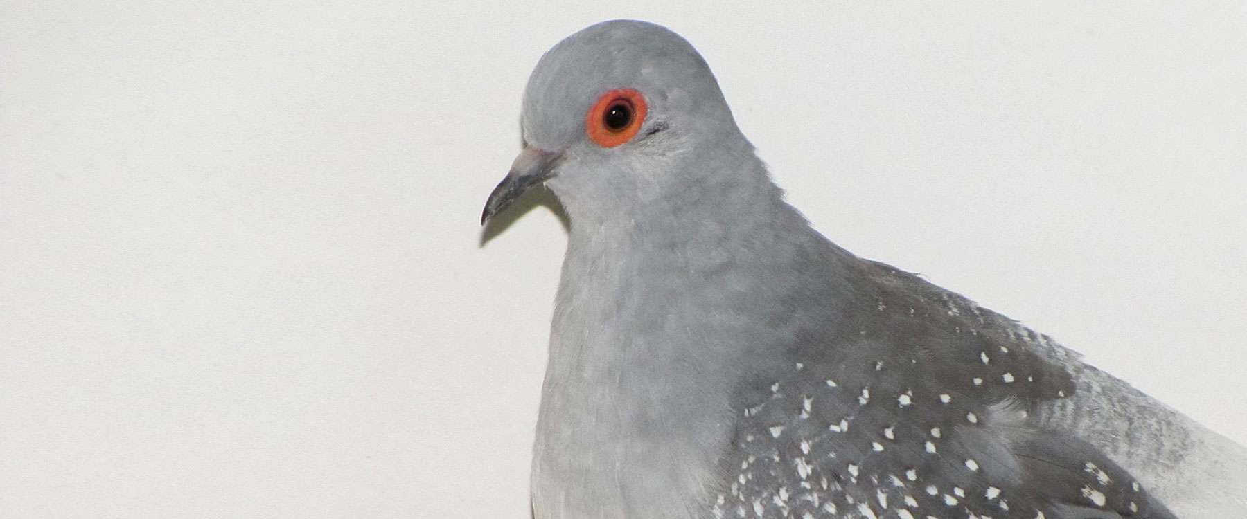 Pari † - Birds Online