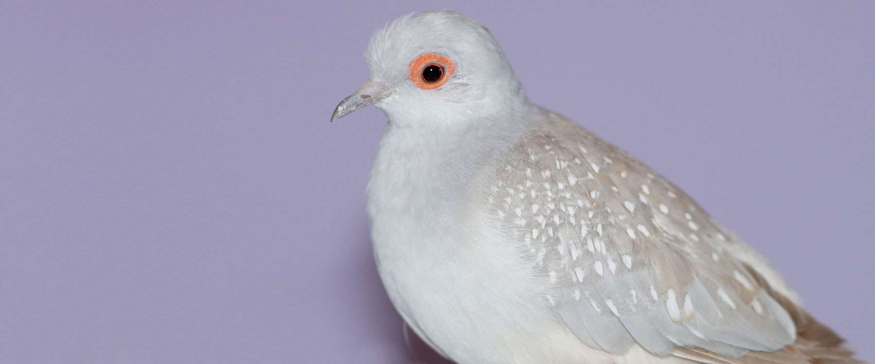 Pema † - Birds Online