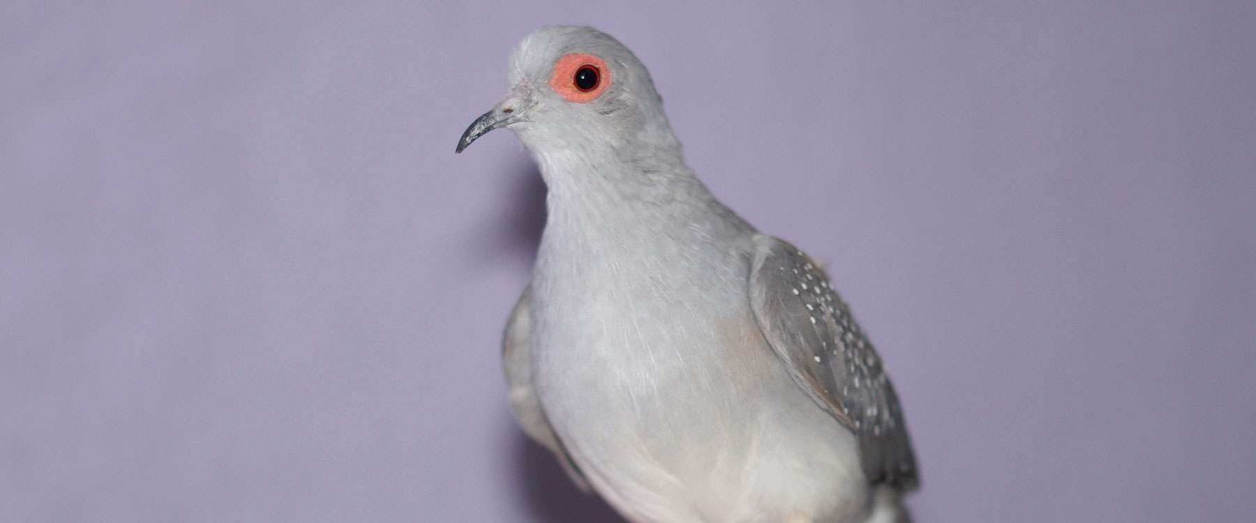 Pitu † - Birds Online