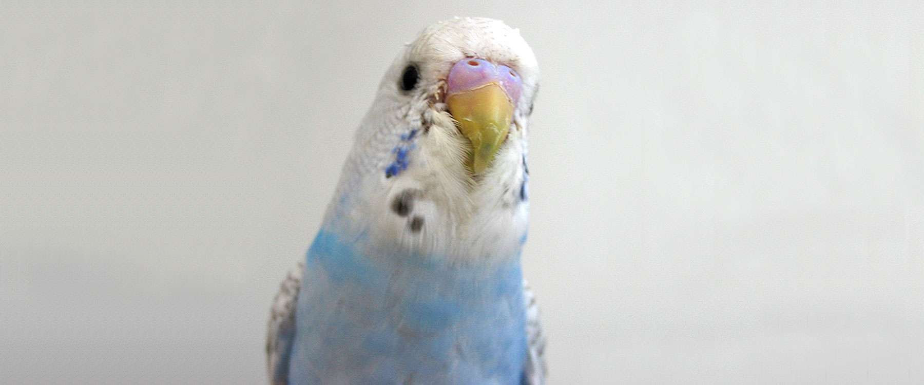 Serenio † - Birds Online