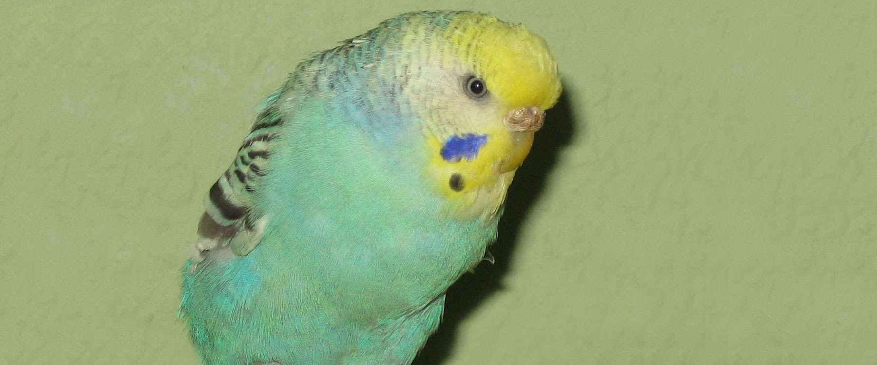 Tara † - Birds Online