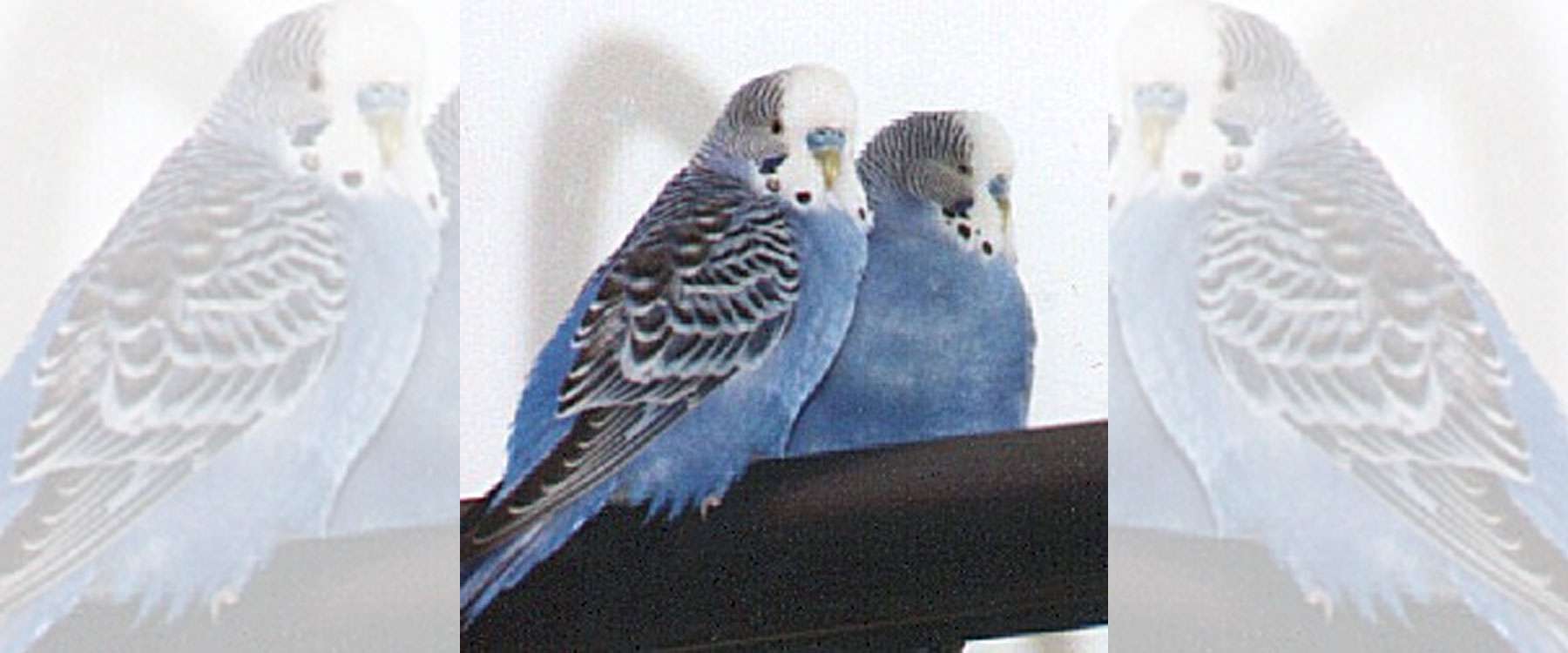 Titan † - Birds Online