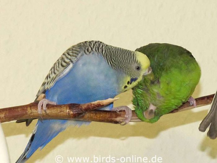 Pinto † – Birds Online