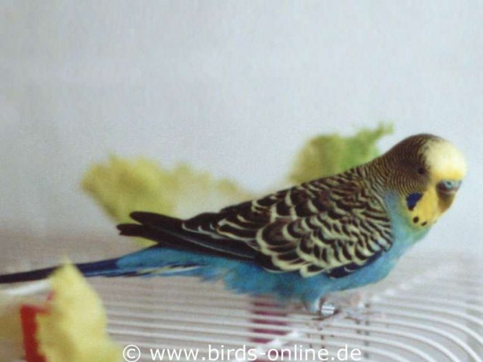 Puck † – Birds Online