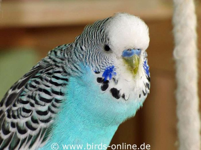 Ravi † – Birds Online