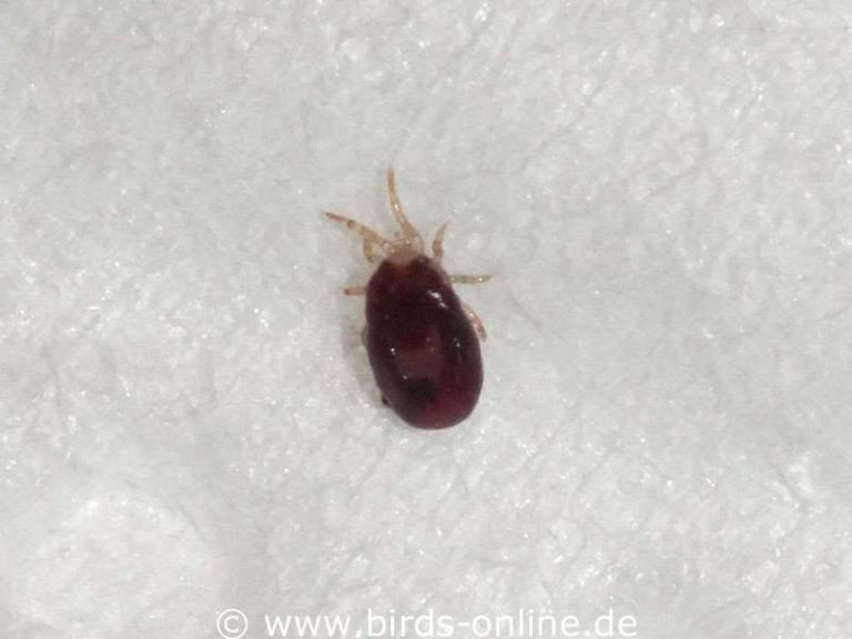 Blutsaugende Milben – Birds Online