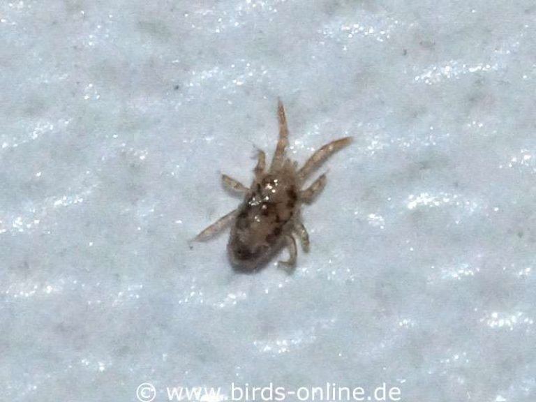 Blutsaugende Milben – Birds Online