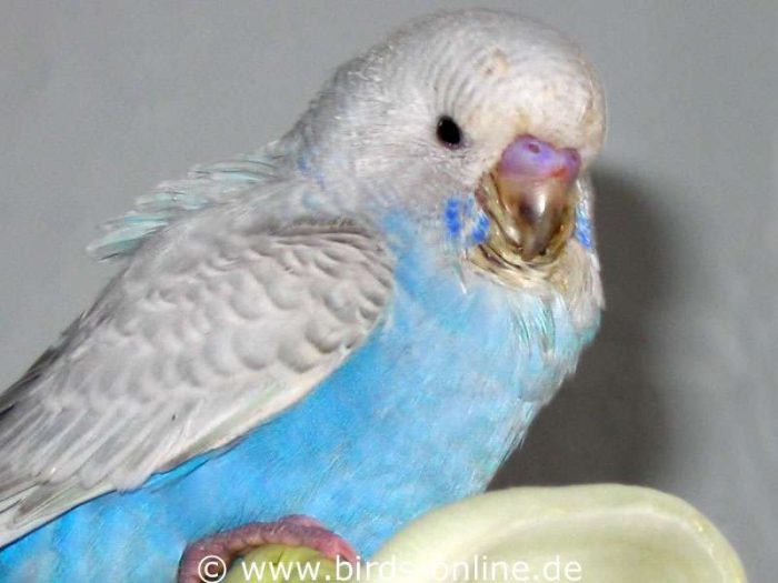 Serenio † – Birds Online