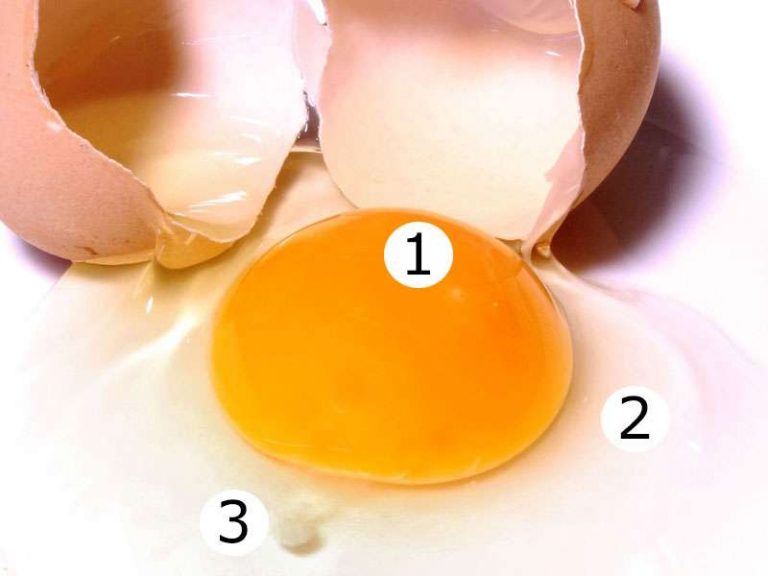 Wie Eier entstehen – Birds Online