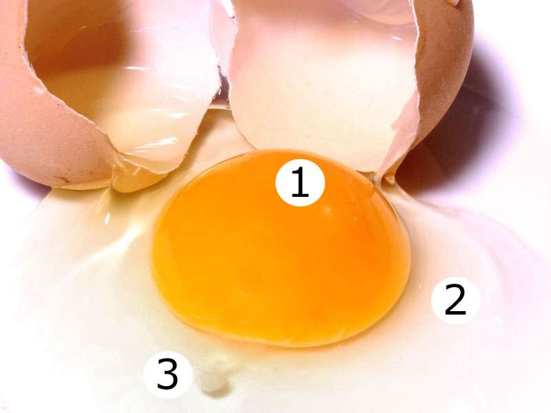 Wie Eier entstehen – Birds Online