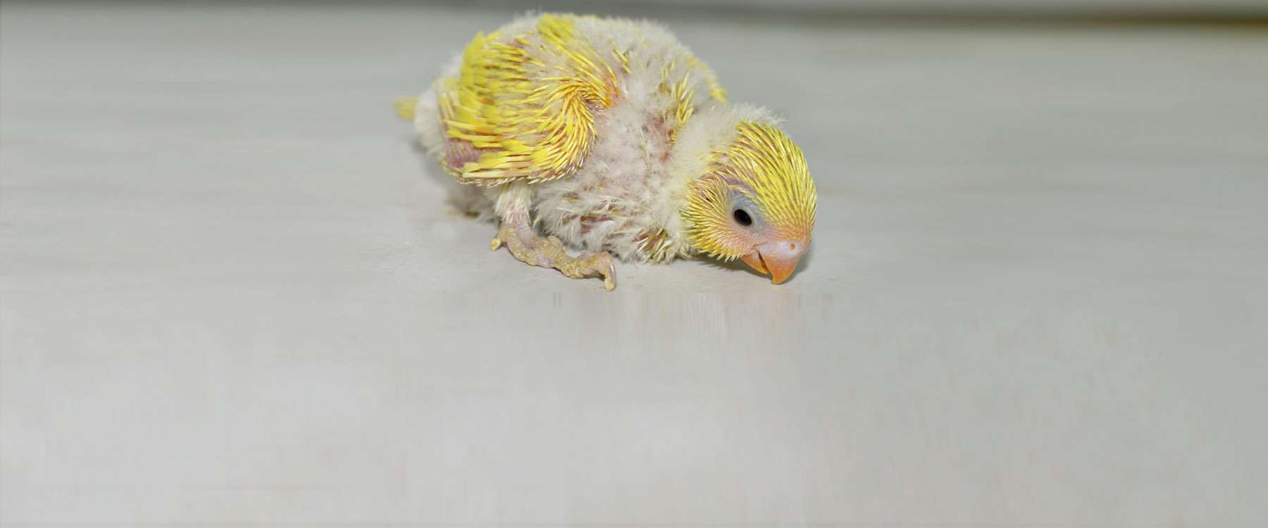 Verkauf nicht futterfester Vögel - Birds Online