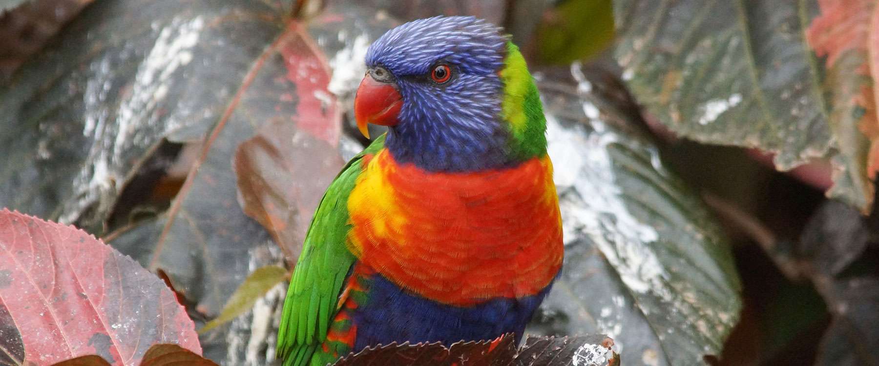 Besuch des Loro Parque - Birds Online
