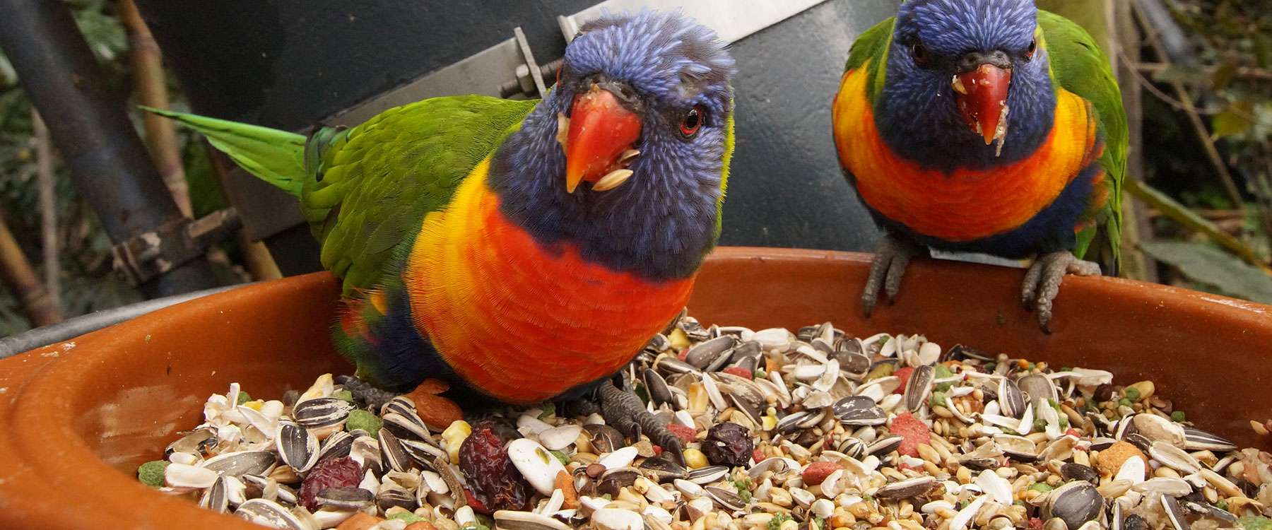 Katandra Treetops - Birds Online