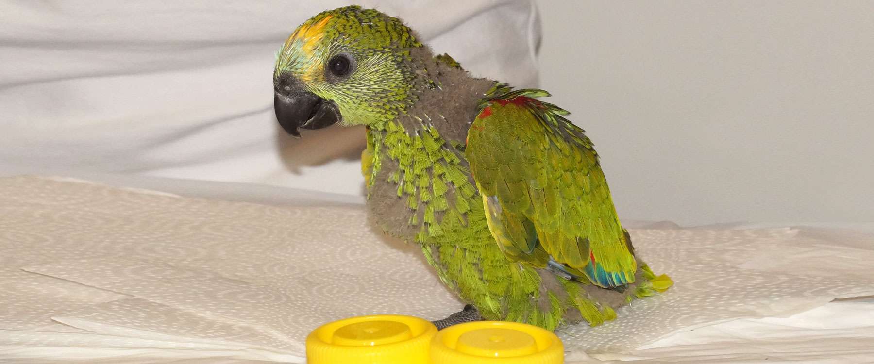Papageienbabys und -kindergarten - Birds Online