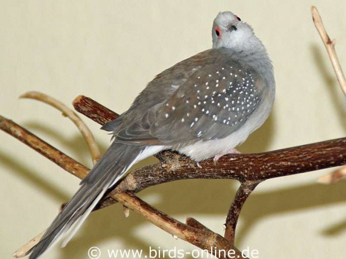 Diamanttäubchen – Birds Online