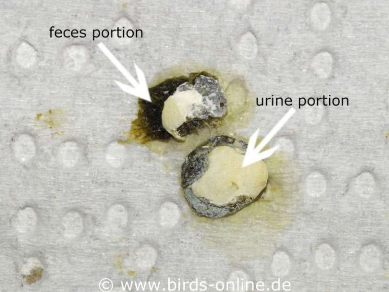 What droppings tell you – Birds Online