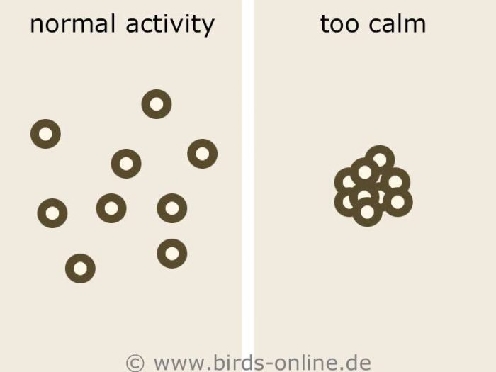 What droppings tell you – Birds Online