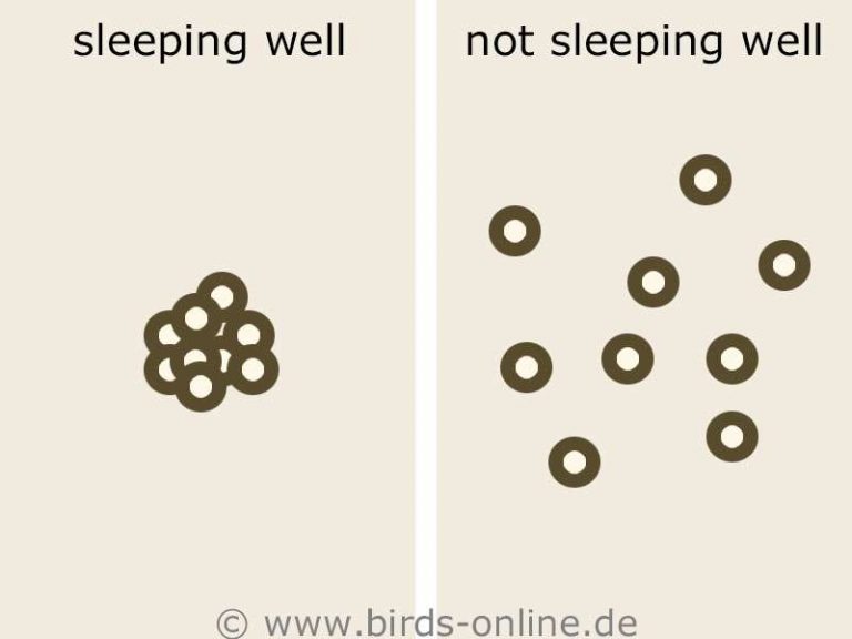 What droppings tell you – Birds Online
